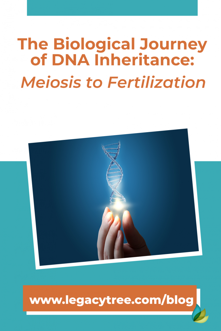 The Biological Journey of DNA Inheritance: Meiosis to Fertilization