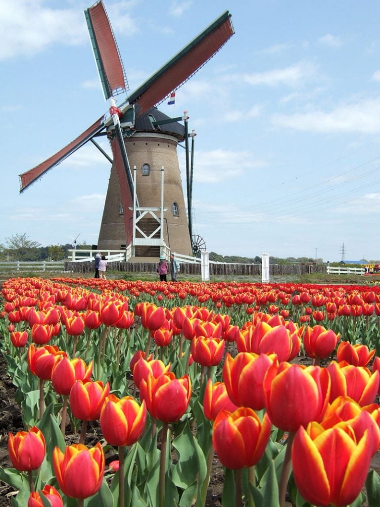 Dutch Surnames & Origins: Exploring Dutch Ancestry | Legacy Tree