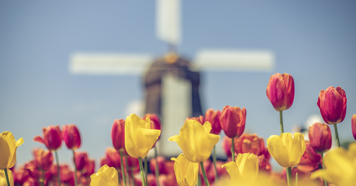 Dutch Surnames & Origins: Exploring Dutch Ancestry | Legacy Tree